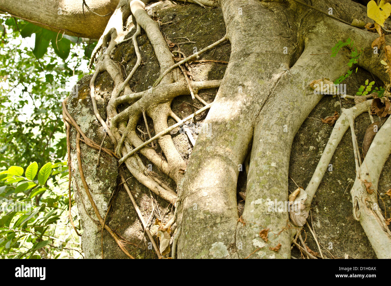 Peepal High Resolution Stock Photography and Images - Alamy