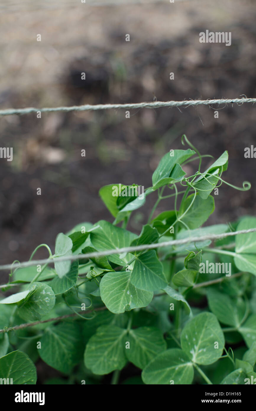 On twine hi-res stock photography and images - Alamy