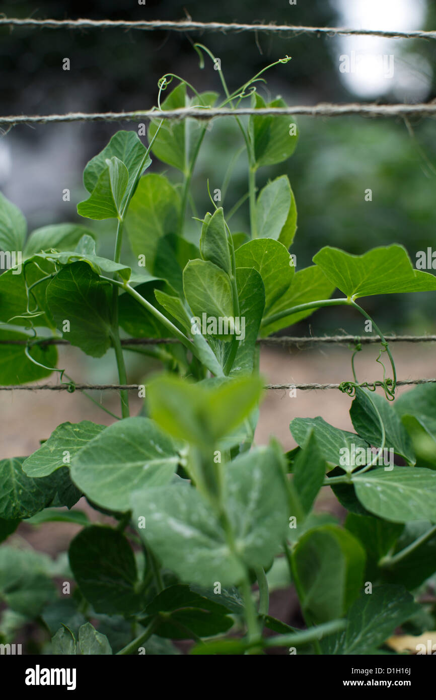 Pea plant climbing twine trellis Stock Photo - Alamy