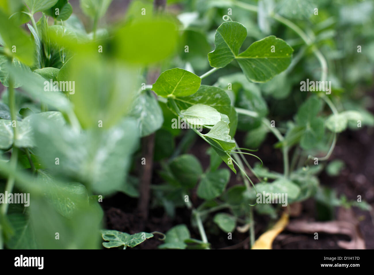 Pea plant leaves hi-res stock photography and images - Alamy