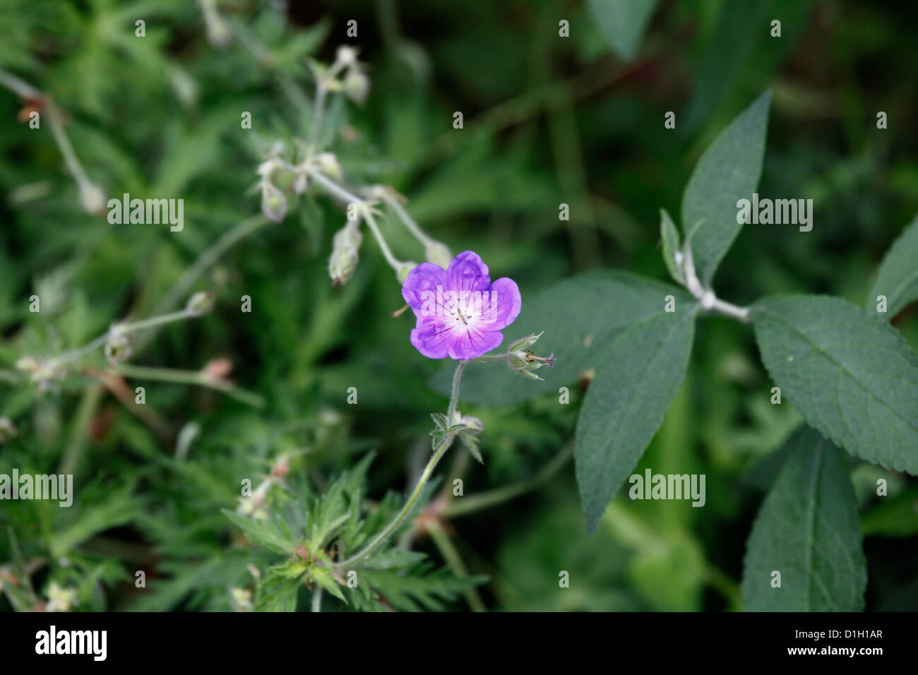 Small purple flower Stock Photo - Alamy