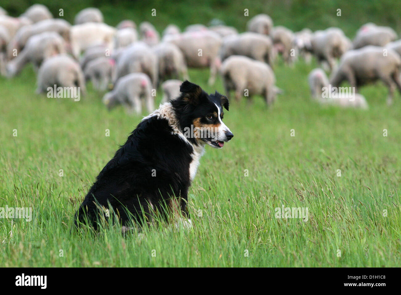 Sheepdog watching the herd, Sheep Dog Border Collie Guarding Farm Sheep ...