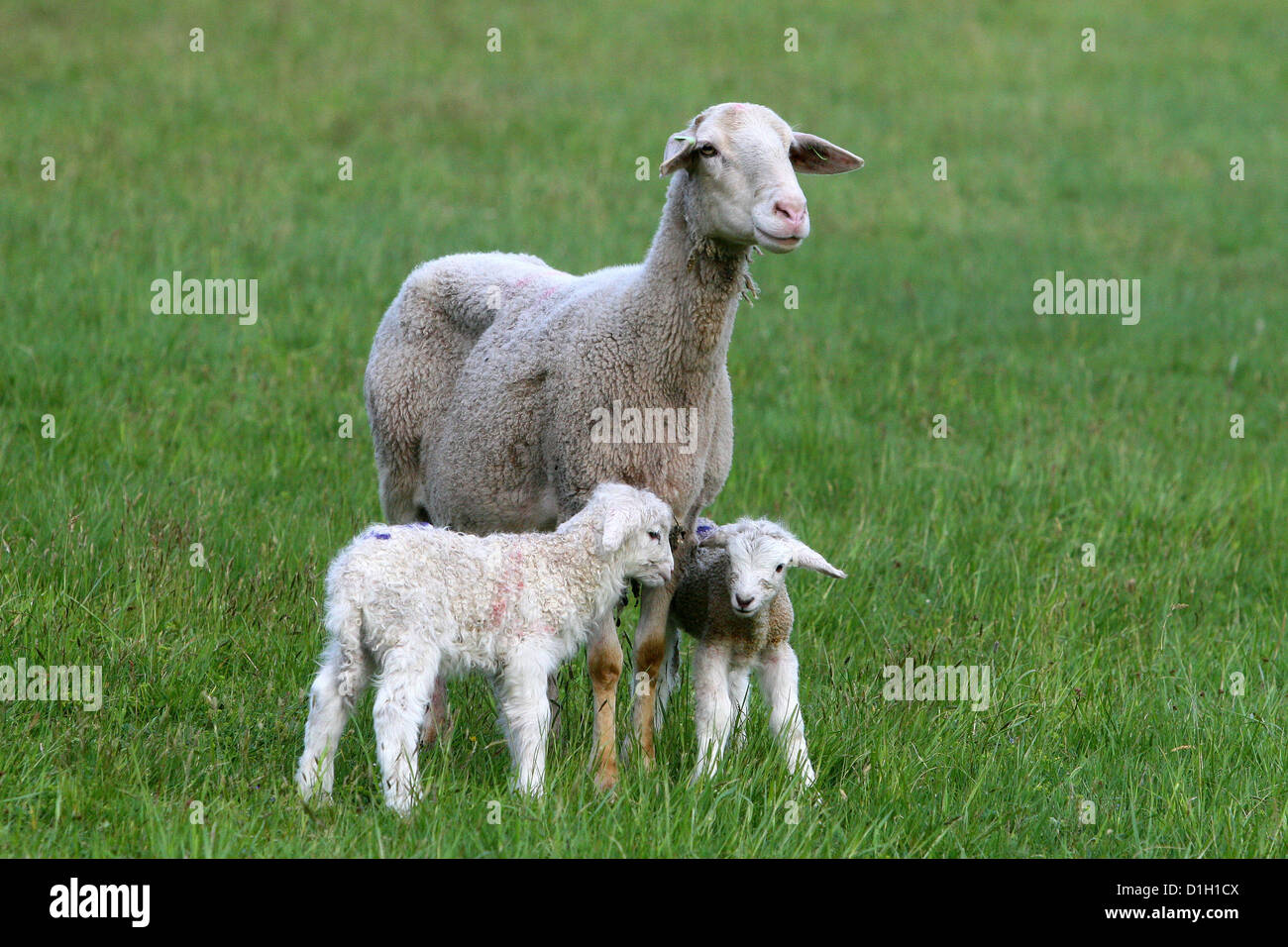 Two domestic sheep hi-res stock photography and images - Alamy