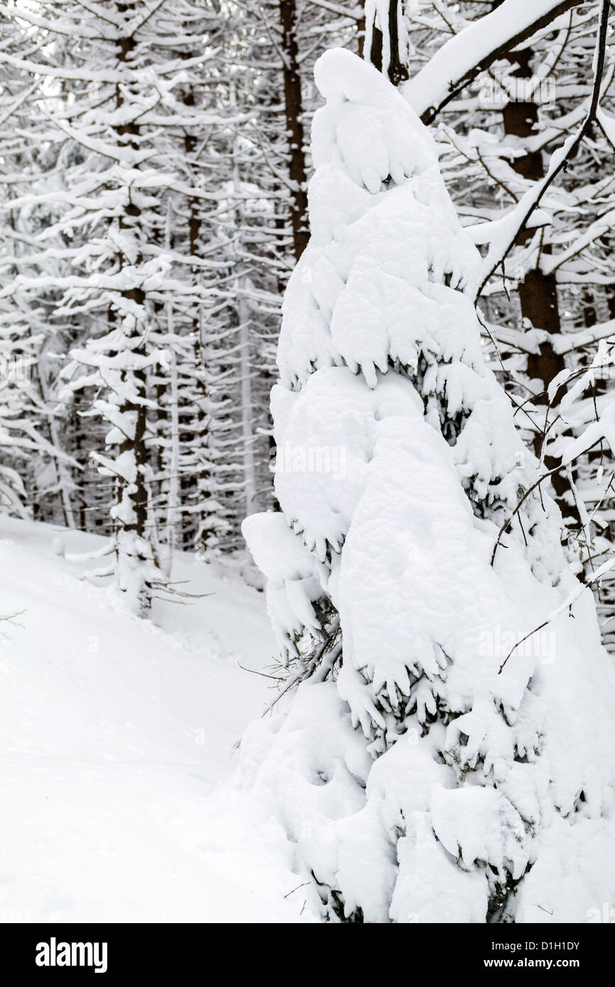 White winter tree with snow and branch in forest closeup. Cold ...