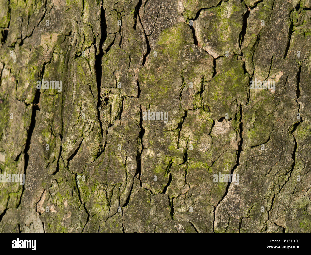 an old crusted tree trunk in winter Stock Photo - Alamy