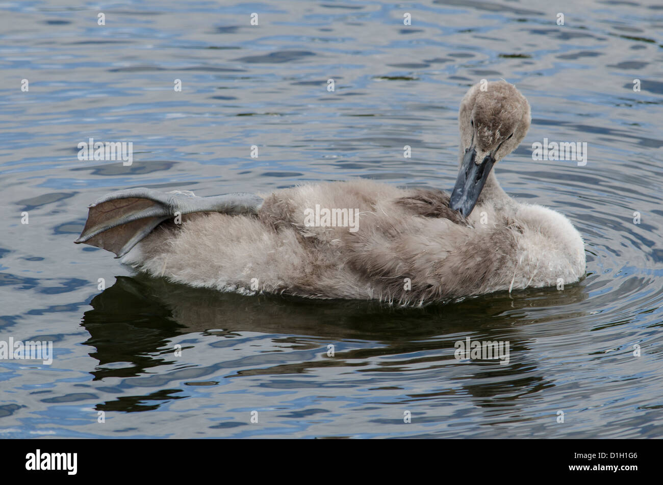 A young swan having a good clean Stock Photo - Alamy