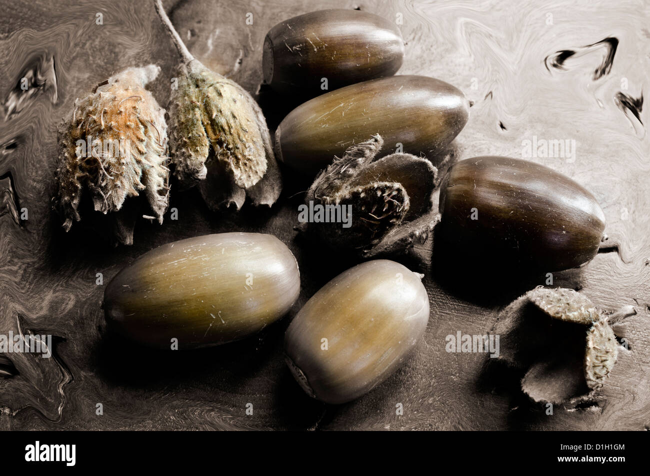Beech Mast and Acorns sepia with colour reveal Stock Photo - Alamy