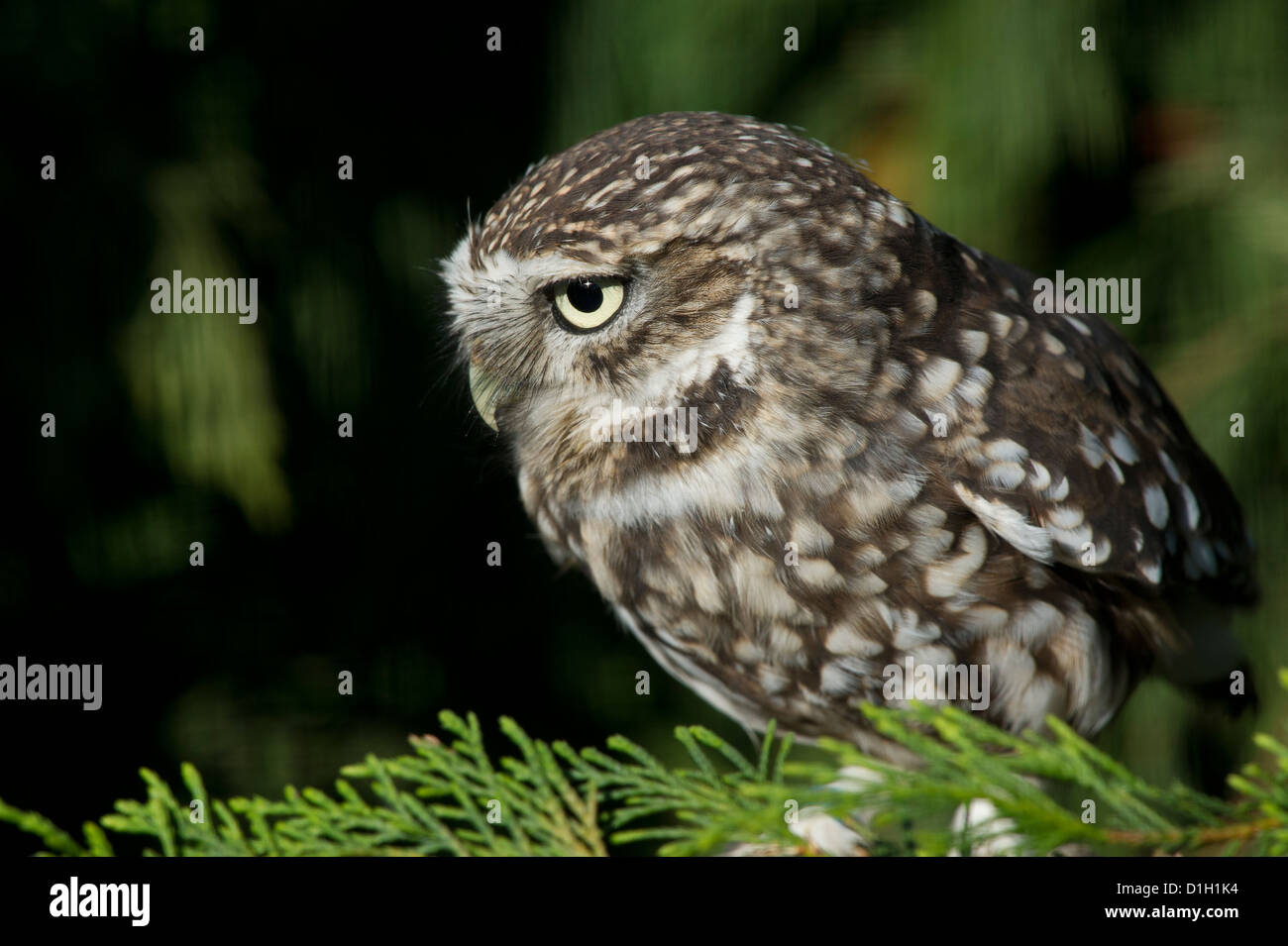 Little owl in fir tree hi-res stock photography and images - Alamy
