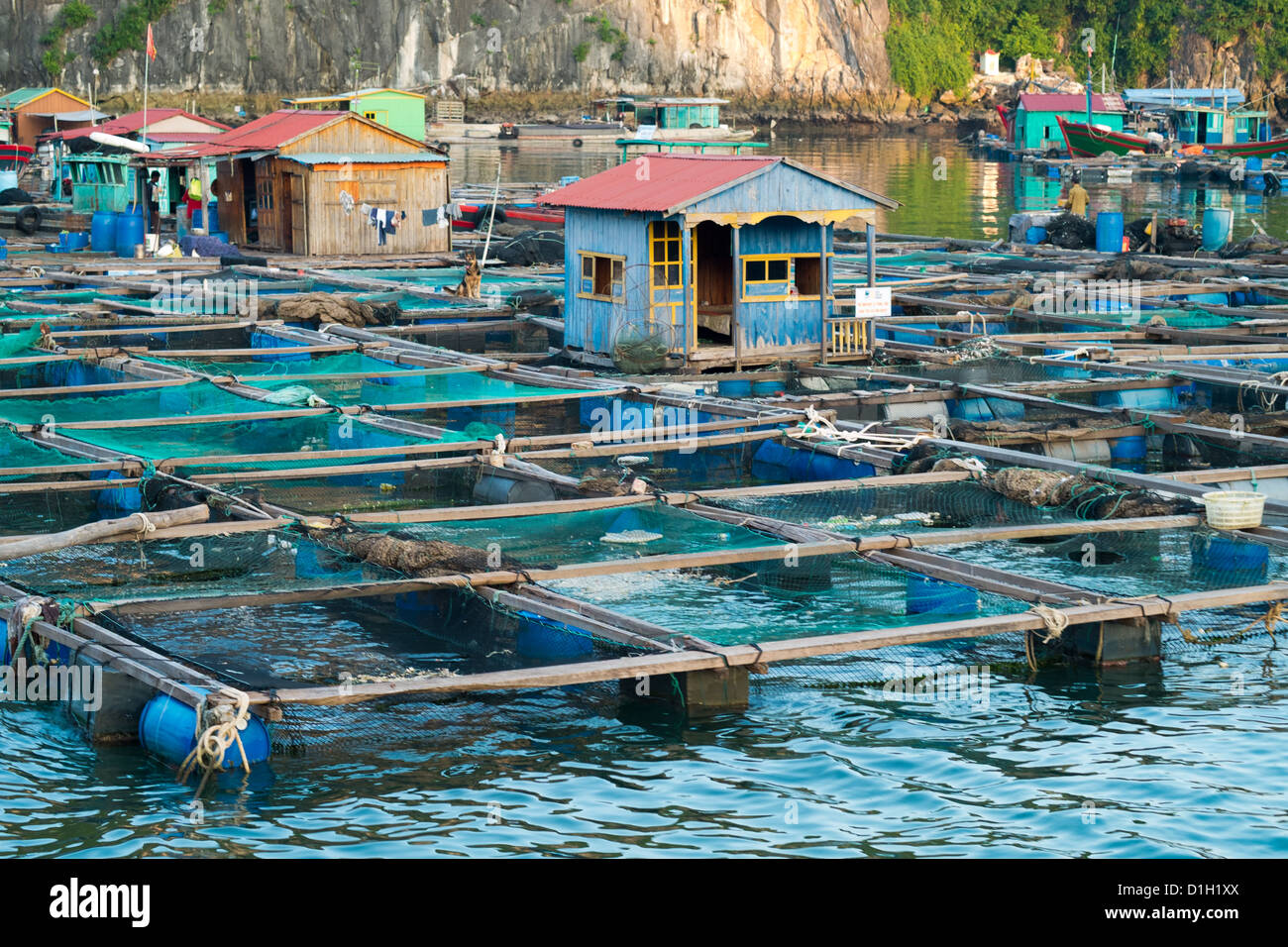 Picture of fish farms and floating homes adjacent to Cat Ba Island in ...
