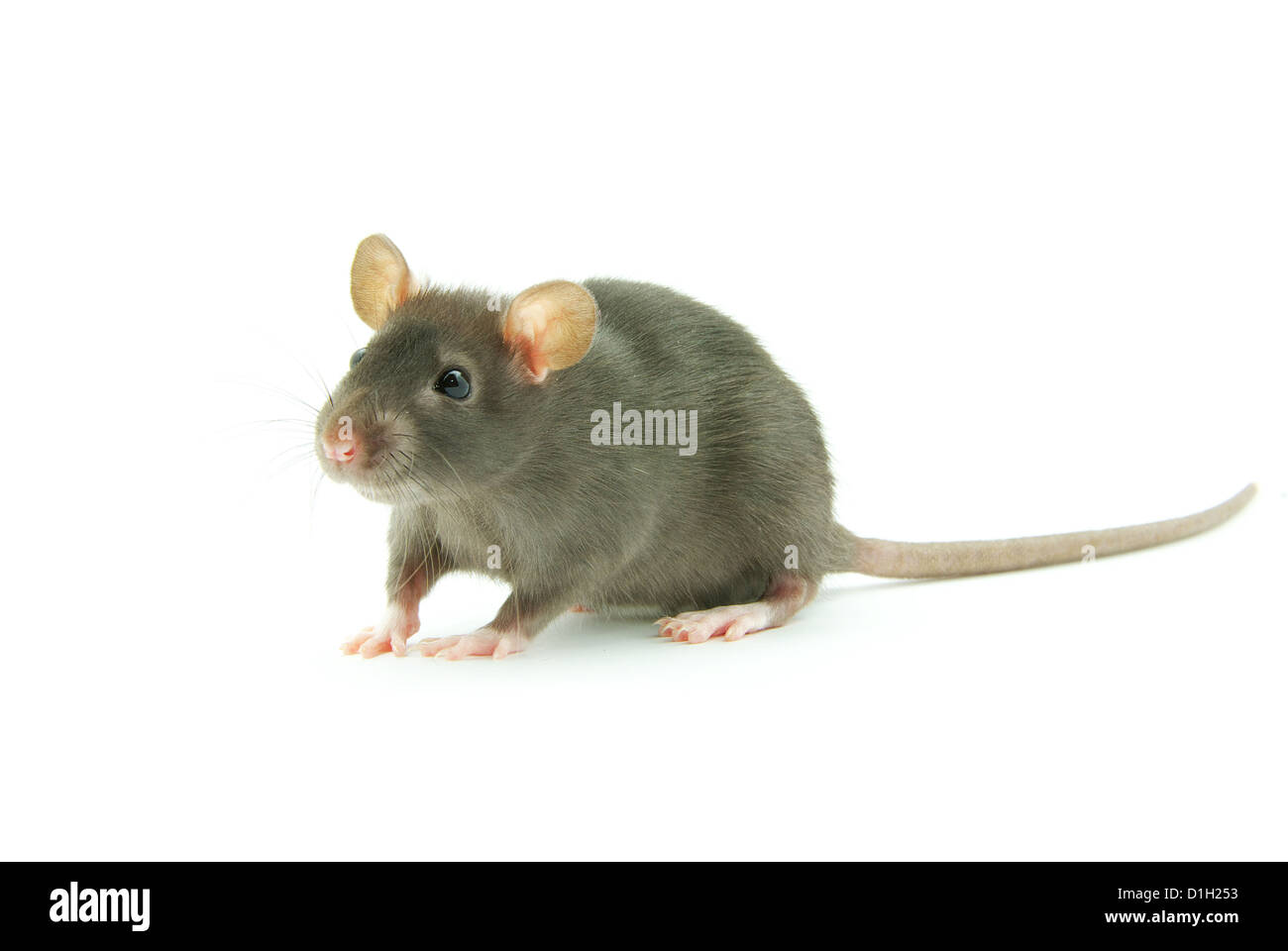 funny rat isolated on white background Stock Photo - Alamy