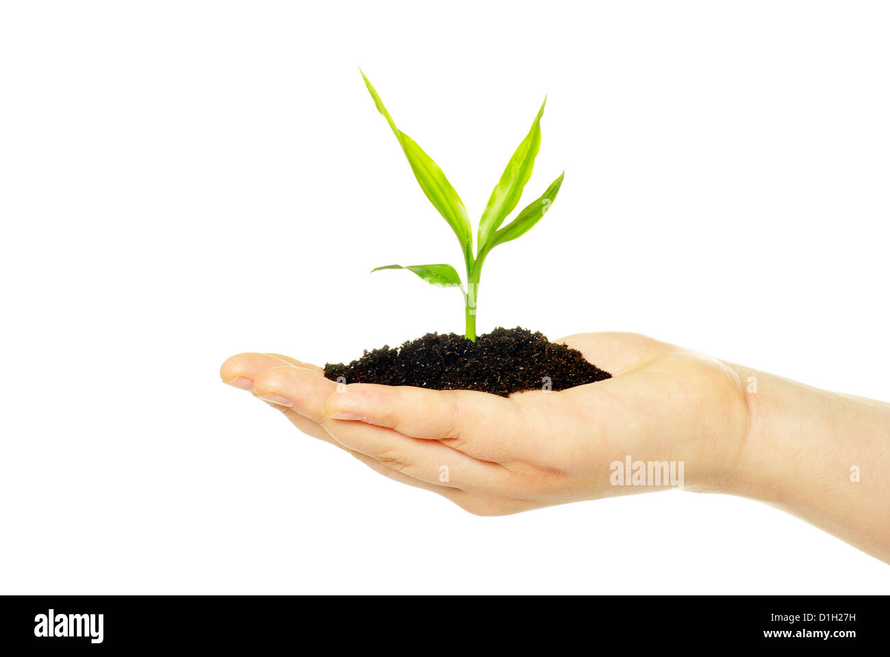 Hands holding sapling in soil on white Stock Photo - Alamy Hands holding sapling in soil on white Stock Photo - Alamy