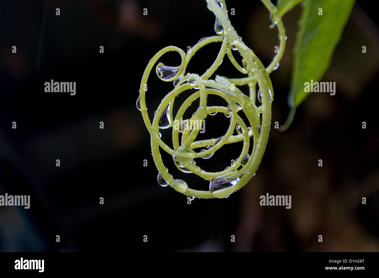 Twisted tendrils hi-res stock photography and images - Alamy