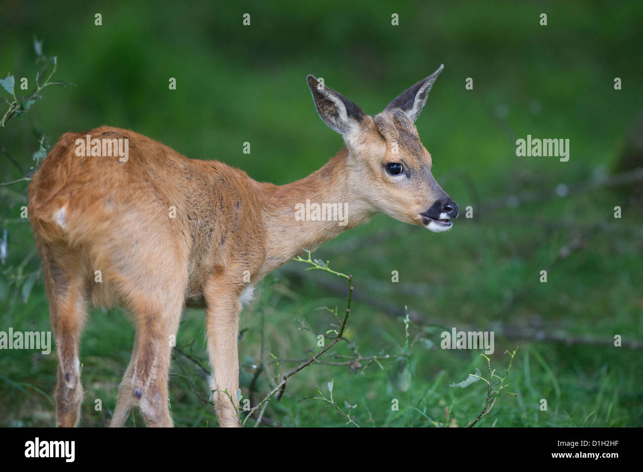 Roe deer uk hi-res stock photography and images - Alamy