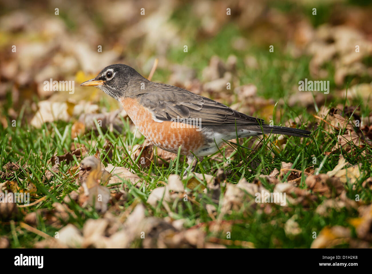 American robin adult hi-res stock photography and images - Alamy