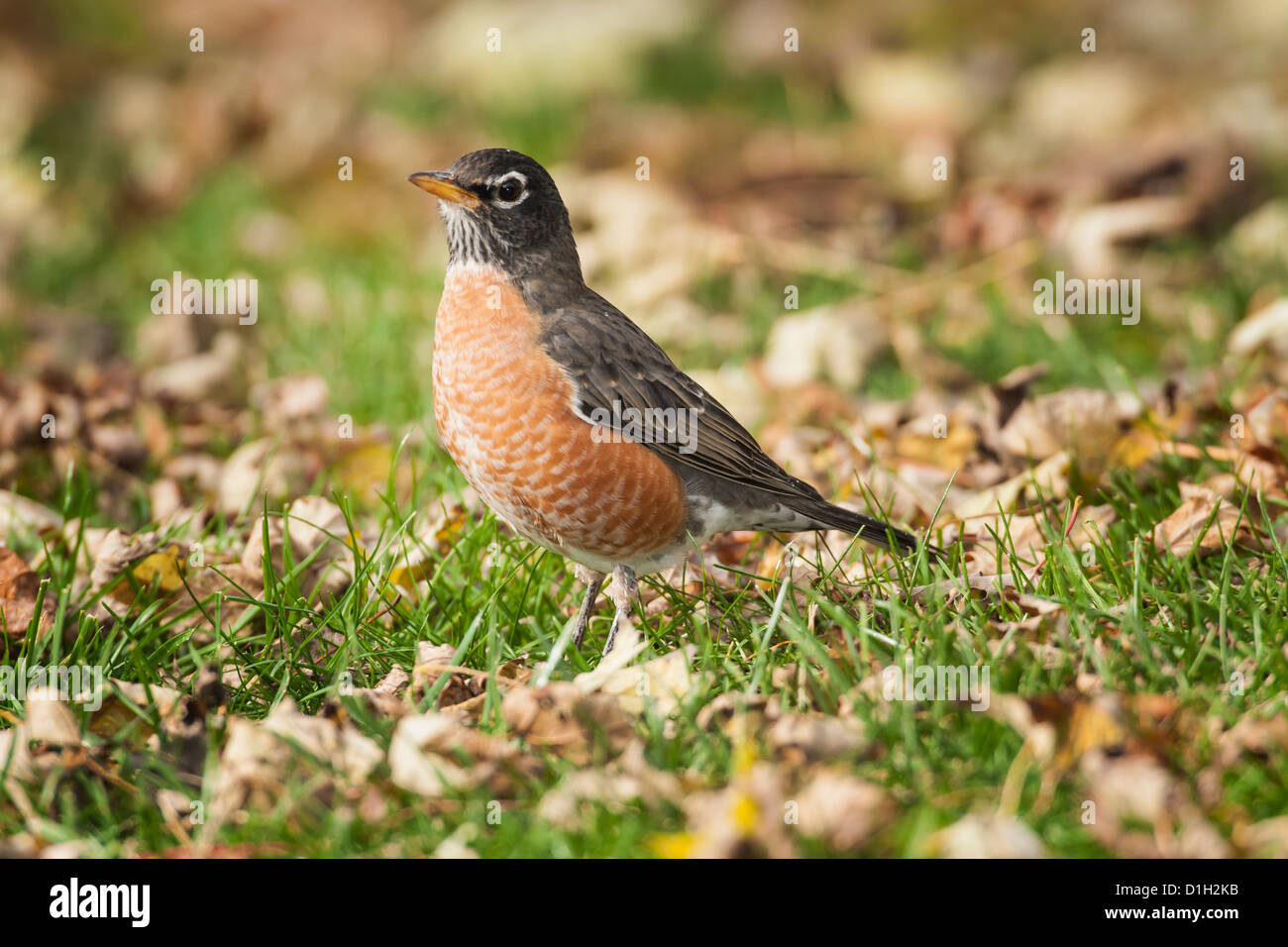 Adult Pale American Robin Stock Photo - Alamy