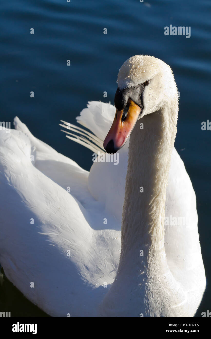 Swan on the Lake Weißensee in Berlin Pankow, Germany Stock Photo - Alamy