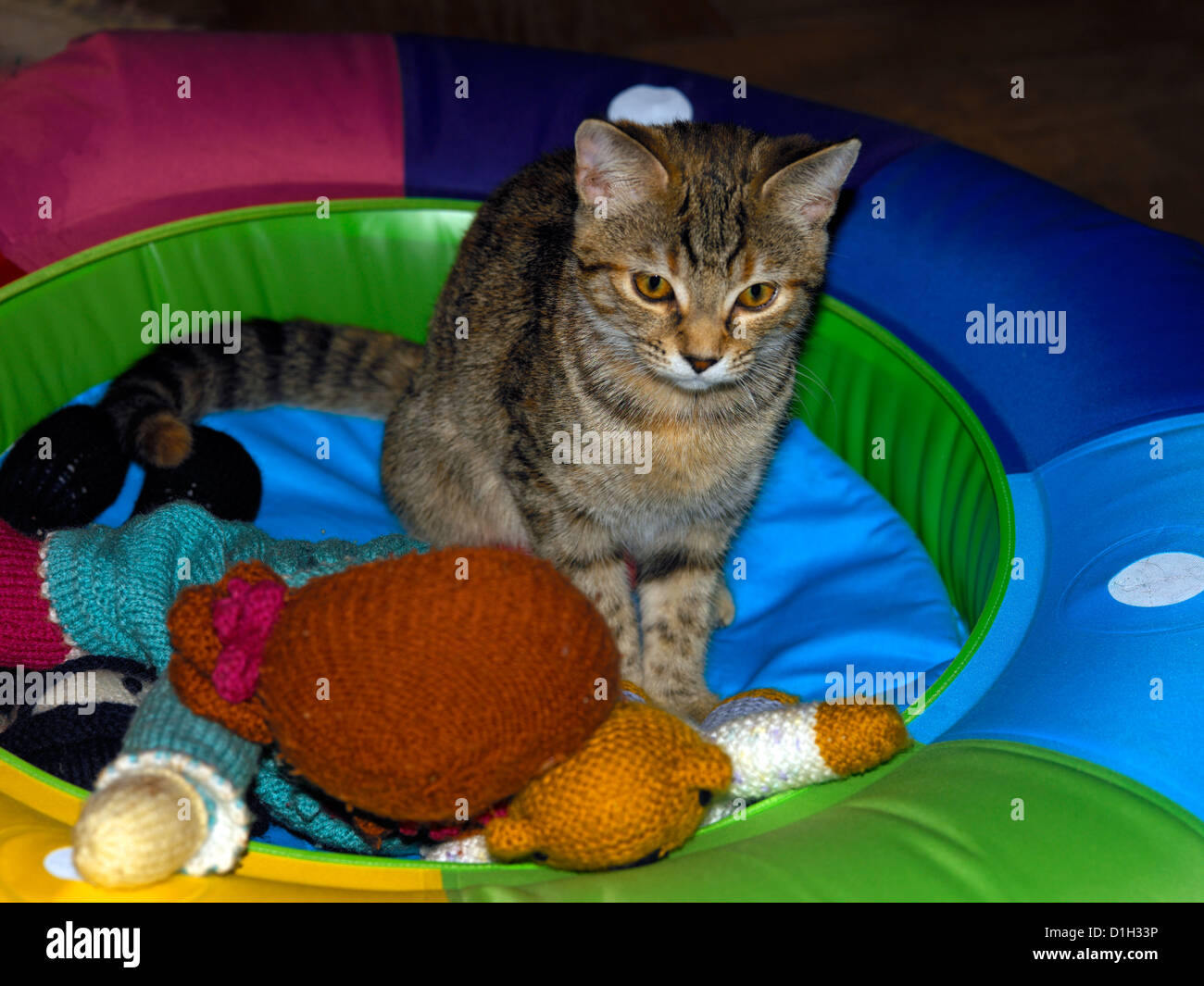 Tortoiseshell tabby cat hi-res stock photography and images - Alamy