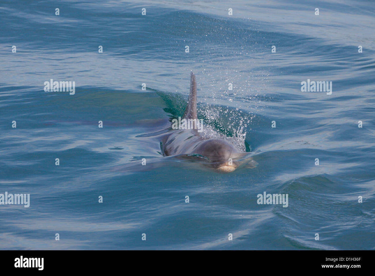 Bottlenose dolphin (Tursiops truncatus) surfacing, Port Phillip Bay, Victoria, Australia Stock ...