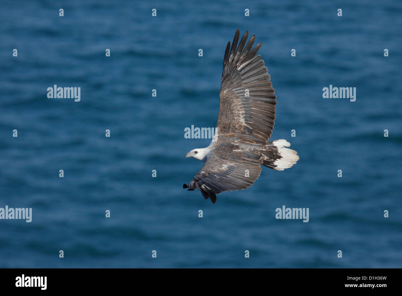 Eagle flying australia hi-res stock photography and images - Alamy