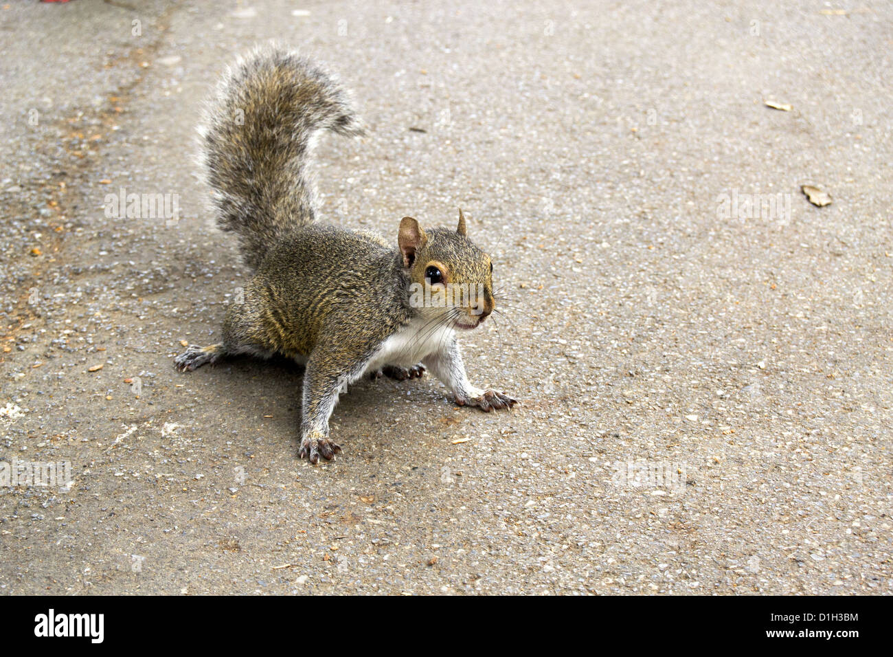 squirrel with its tail swells Stock Photo - Alamy