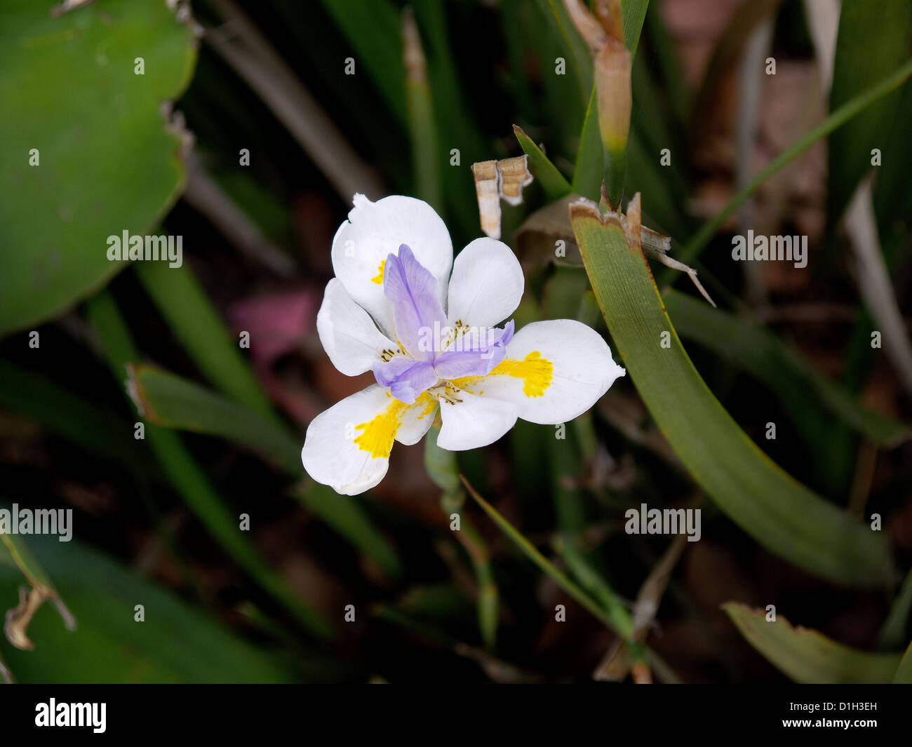 White iris in Santa Barbara California USA Stock Photo - Alamy