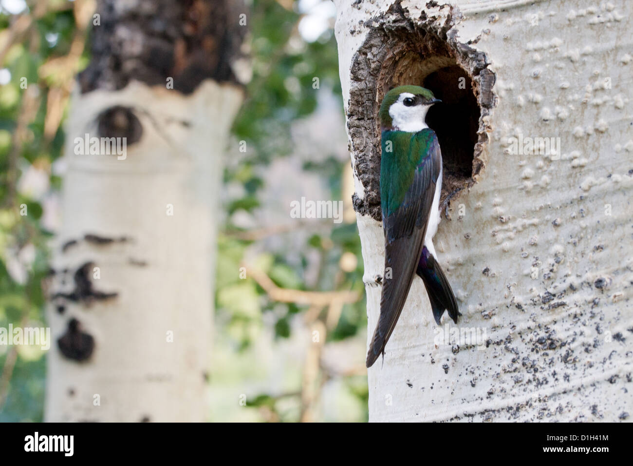 Violet-green Swallow at nest cavity in Aspen tree birds bird songbird ...