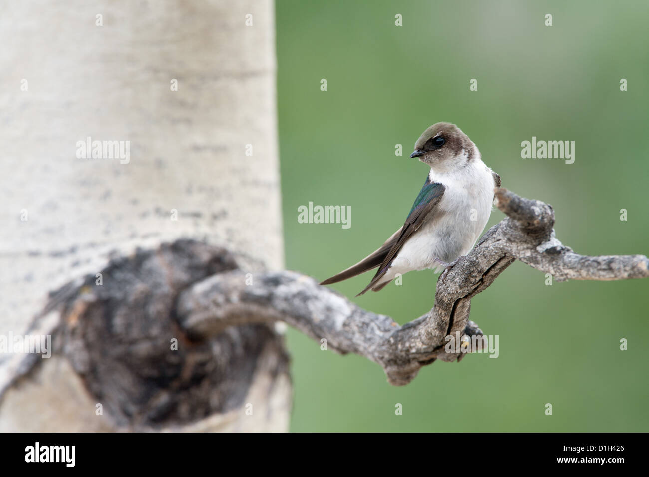 Female Tree Swallow High Resolution Stock Photography and Images - Alamy