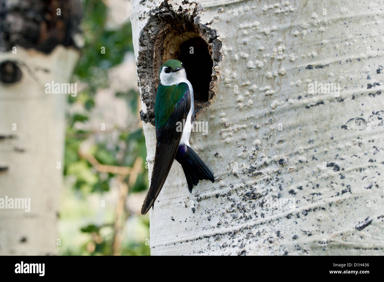 Violet-green Swallow at nest cavity in Aspen tree birds bird songbird ...