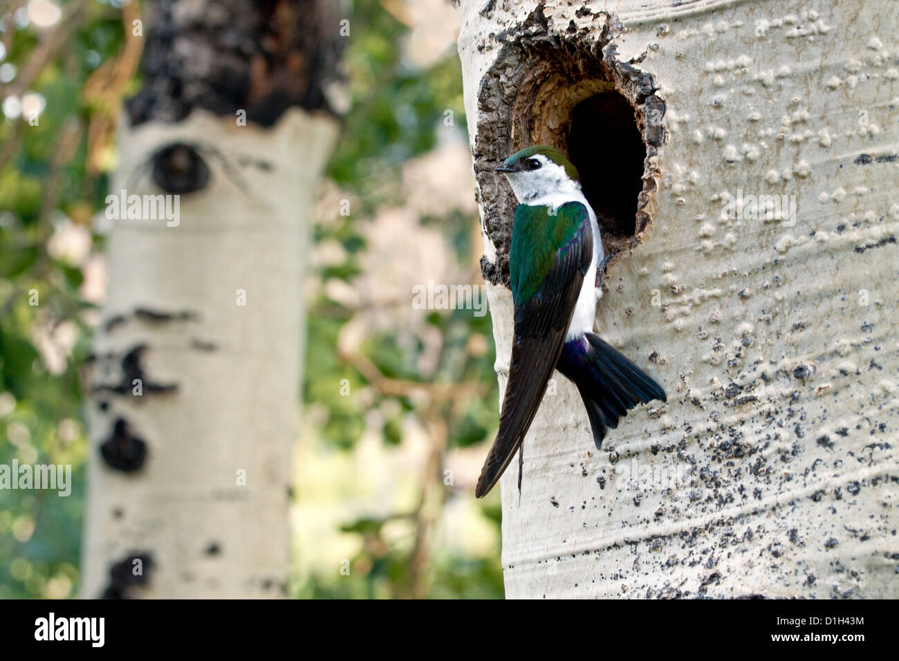Violet-green Swallow at nest cavity in Aspen tree birds bird songbird ...