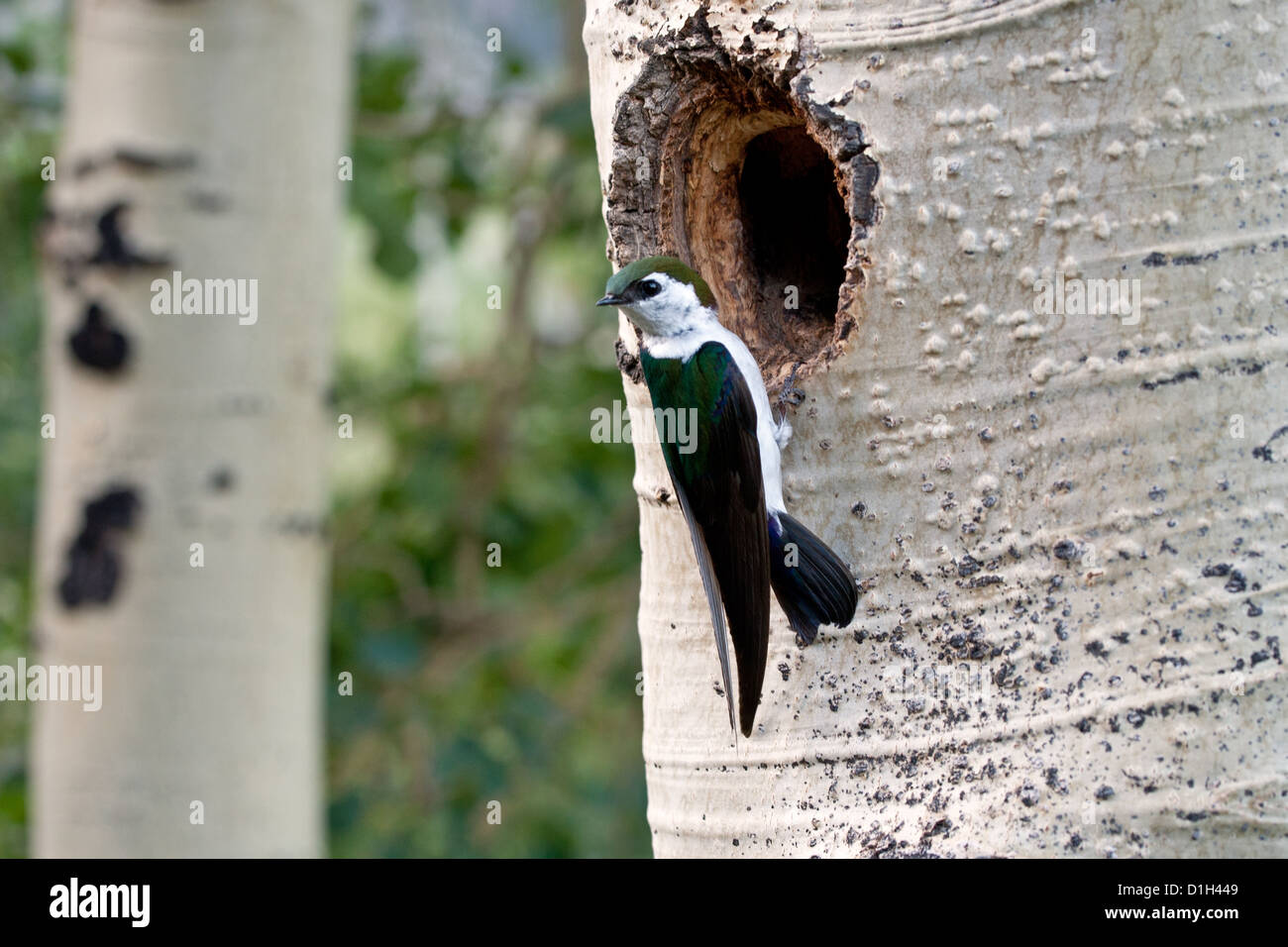 Violet-green Swallow at nest cavity in Aspen tree birds bird songbird ...