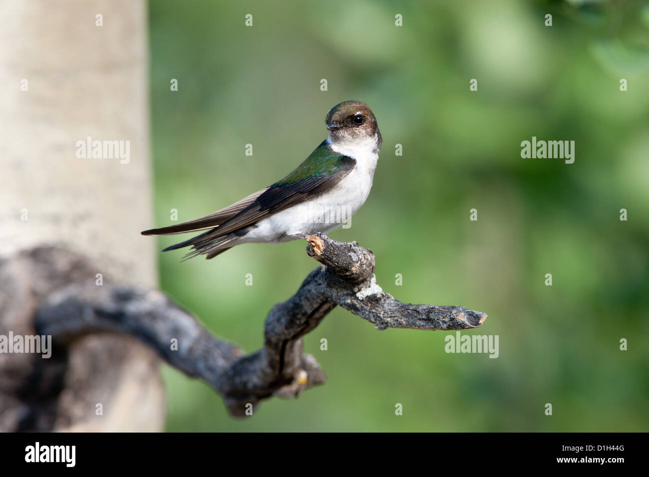 Female Violet-green Swallow on Aspen tree birds bird songbird songbirds ...