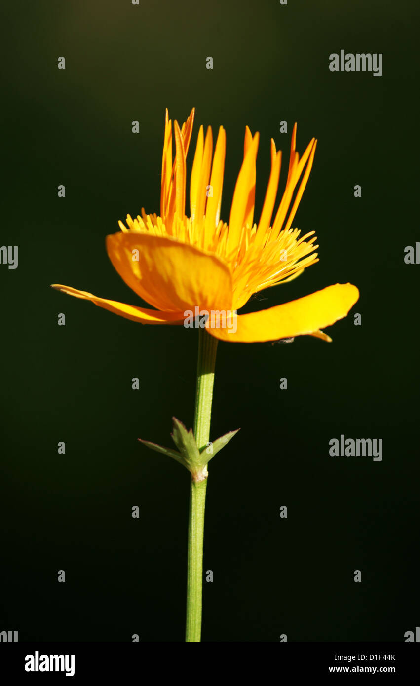 flower in garden, Poland Stock Photo - Alamy
