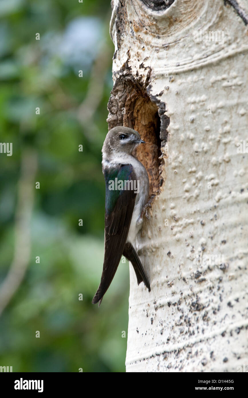 Female Violet-green Swallow with feather at nest cavity in Aspen tree ...