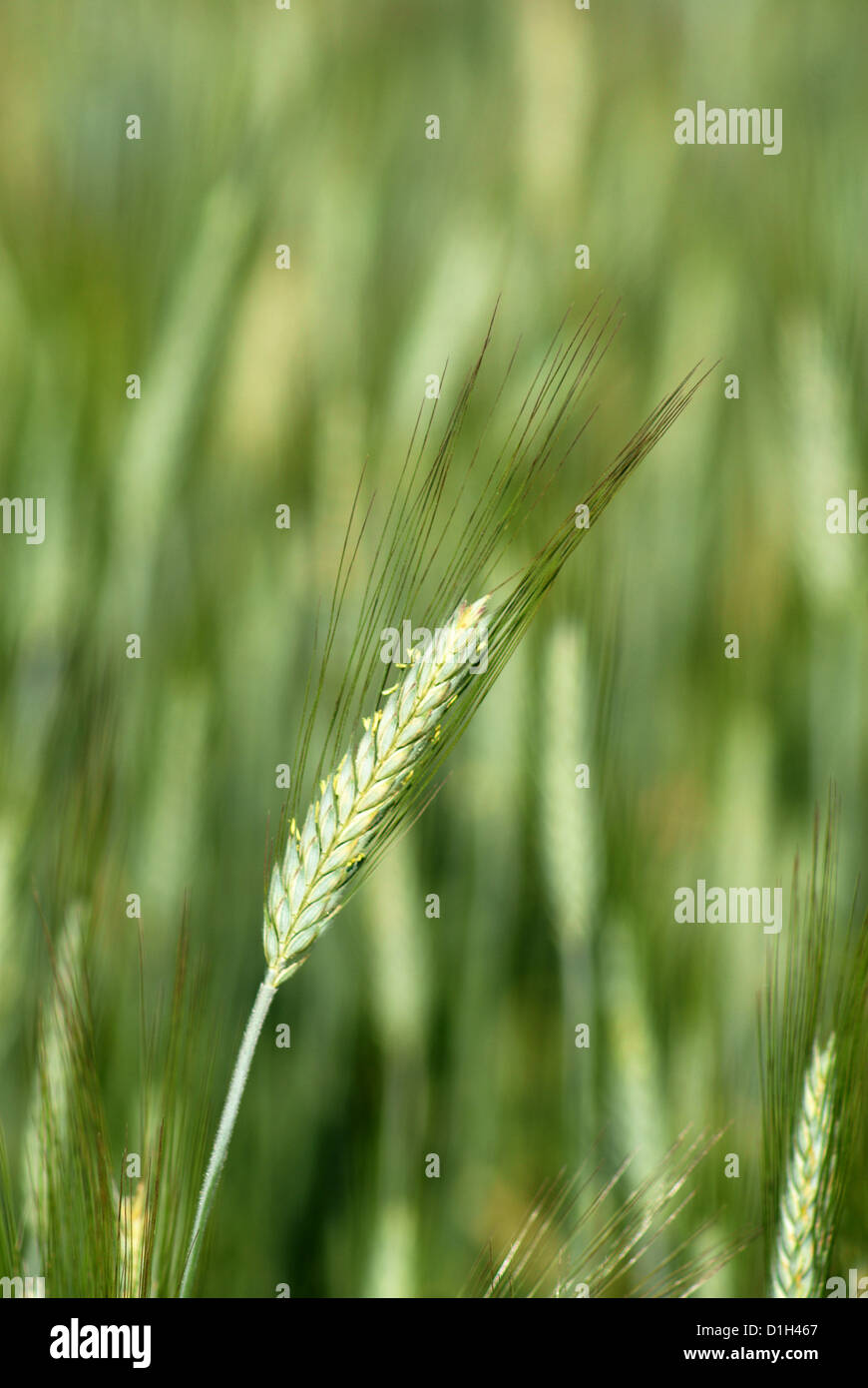 Polska grain hi-res stock photography and images - Alamy