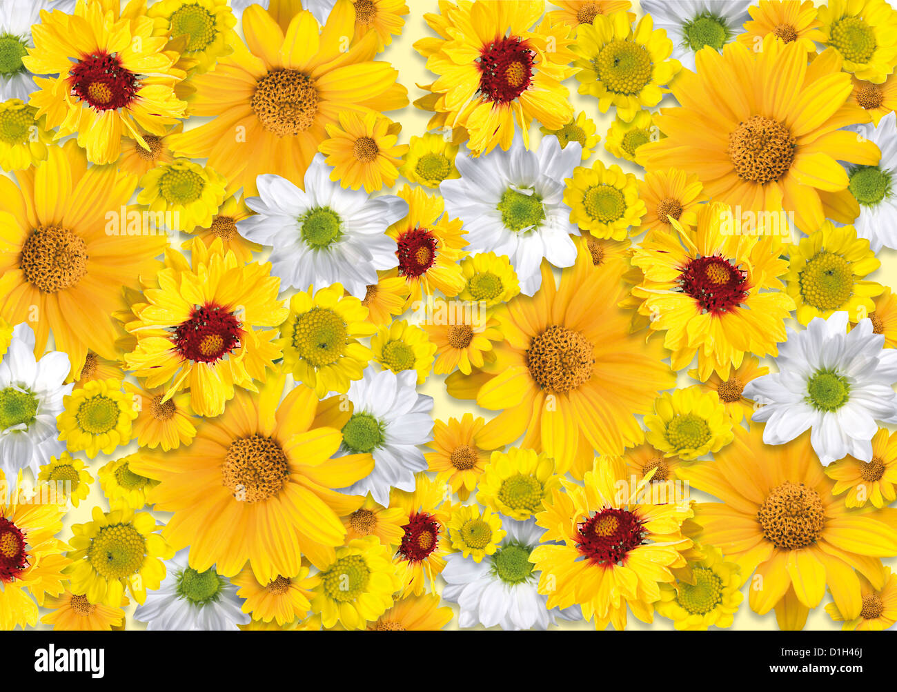 Multi colored flower border hi-res stock photography and images - Alamy