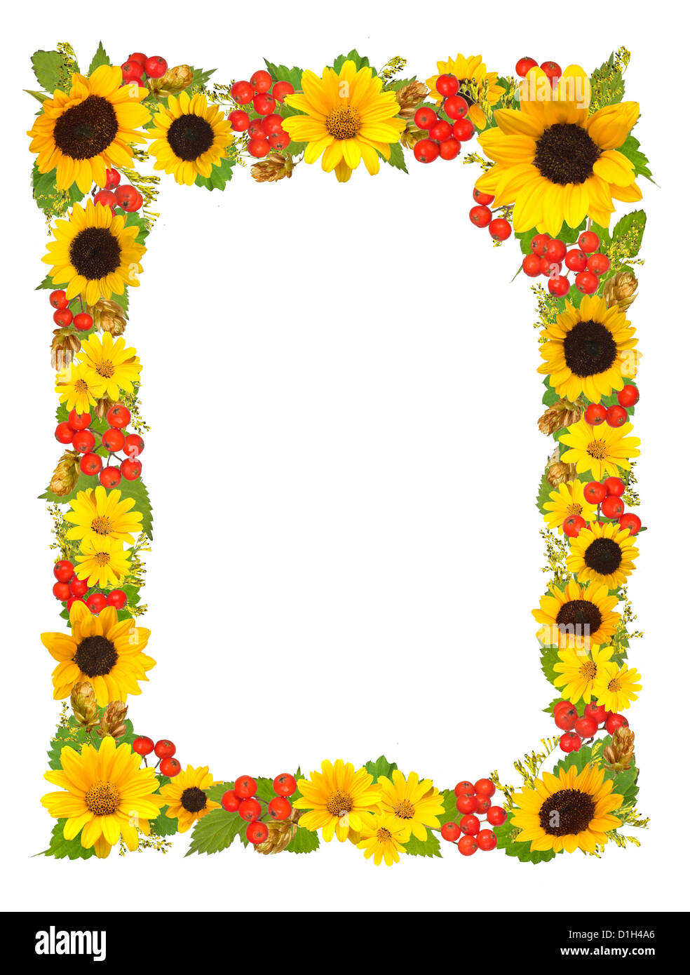 Daisy border no background Cut Out Stock Images & Pictures - Alamy