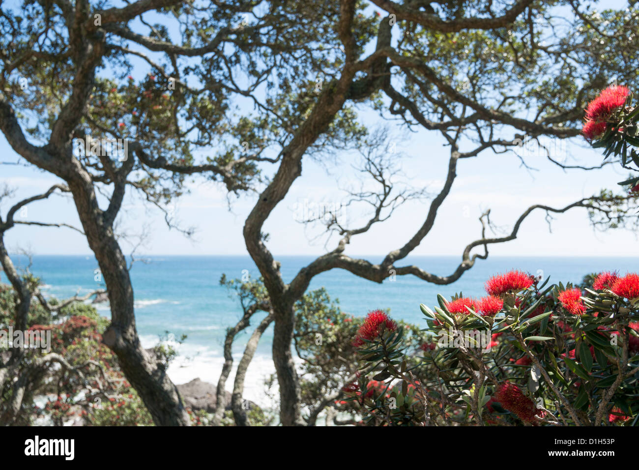 Straggly flowers hi-res stock photography and images - Alamy