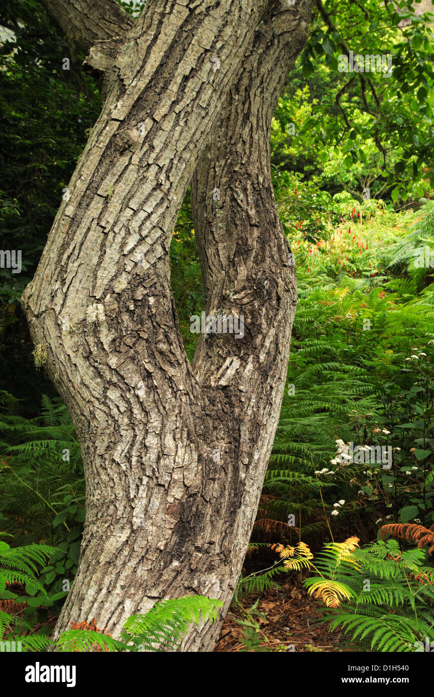green vegetation in the forest Stock Photo - Alamy