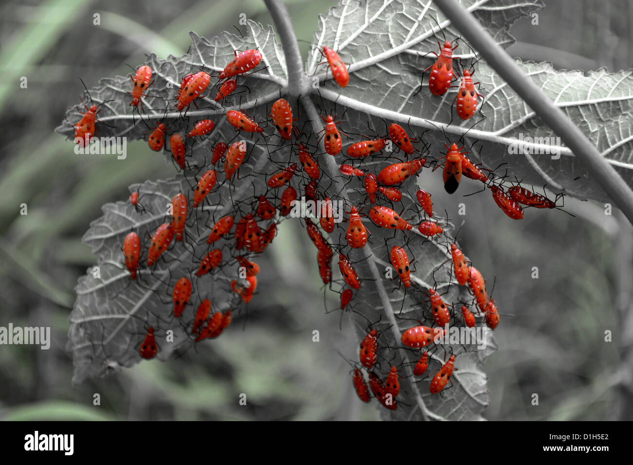 Red insects hi-res stock photography and images - Alamy