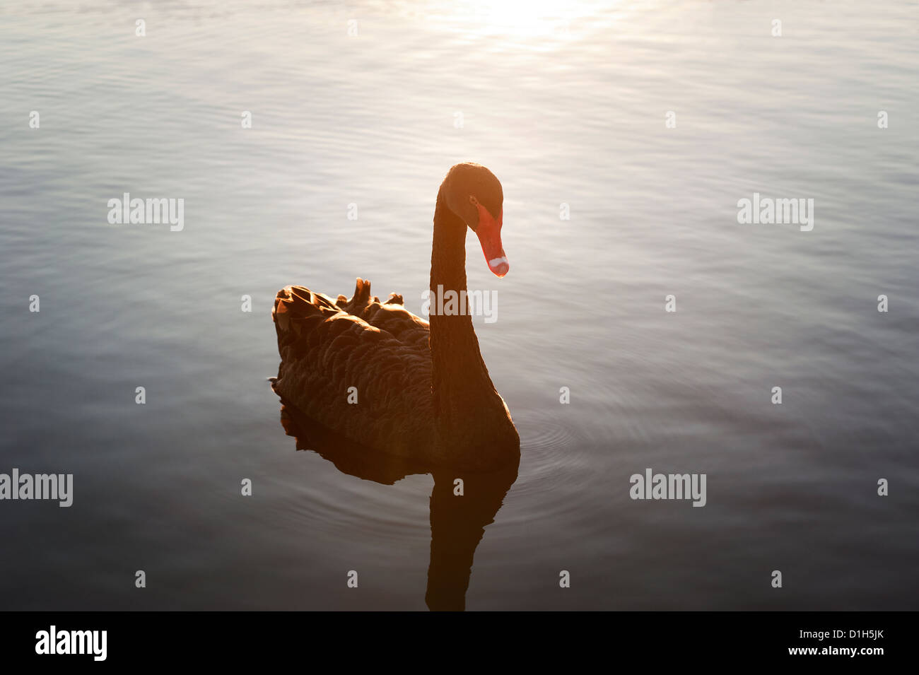 Australian large swans hi-res stock photography and images - Alamy
