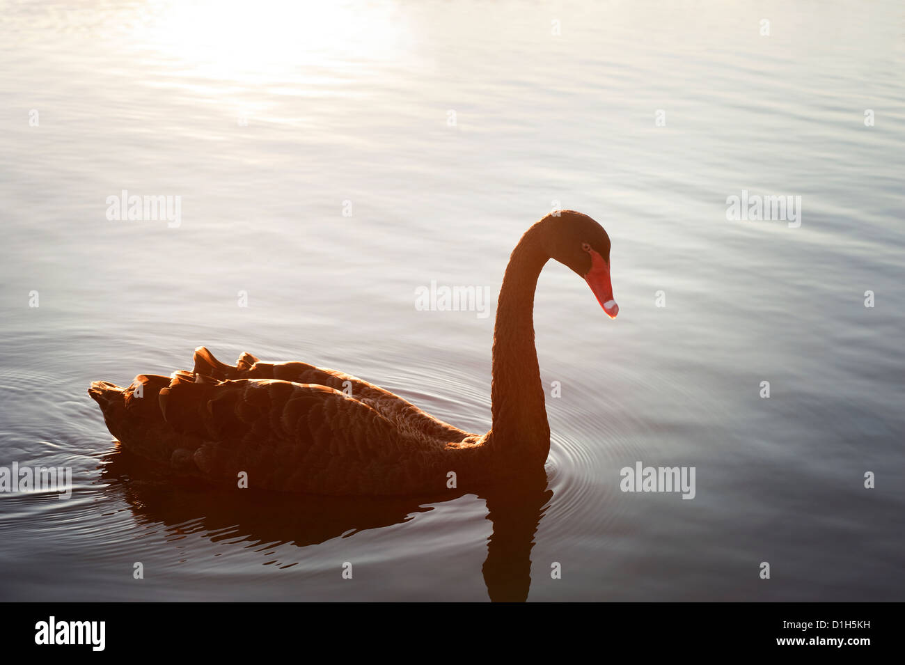 Black swan swimming on lake backlit by setting sun Stock Photo - Alamy