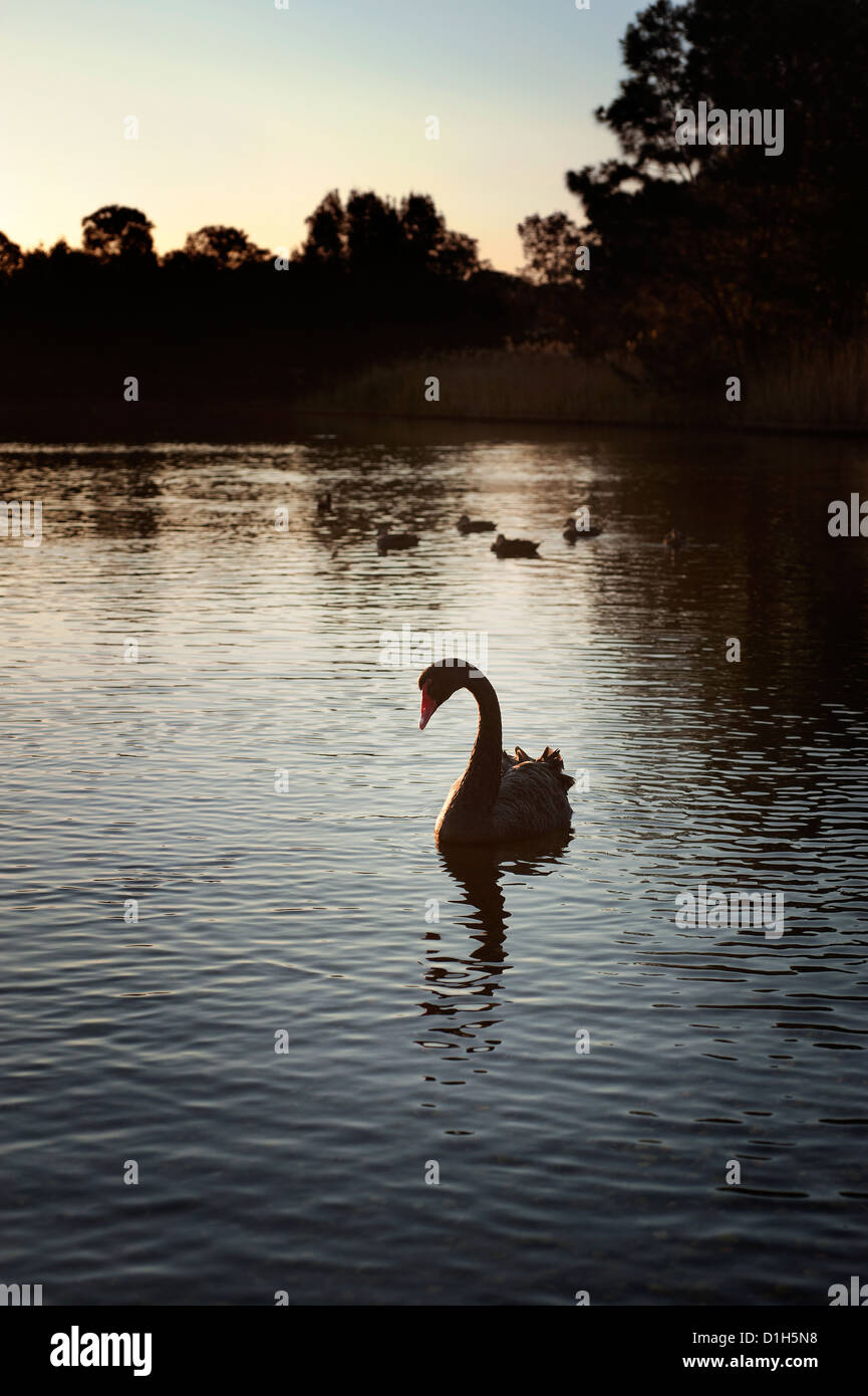 Australian large swans hi-res stock photography and images - Alamy