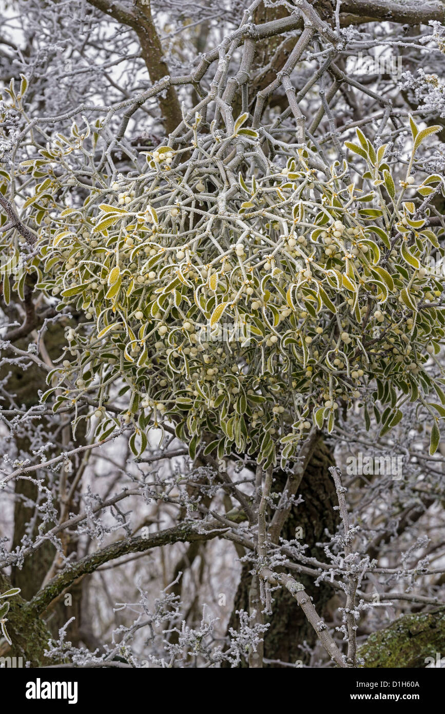 Viscum album mistletoe European Mistletoe Common Mistletoe Stock Photo ...