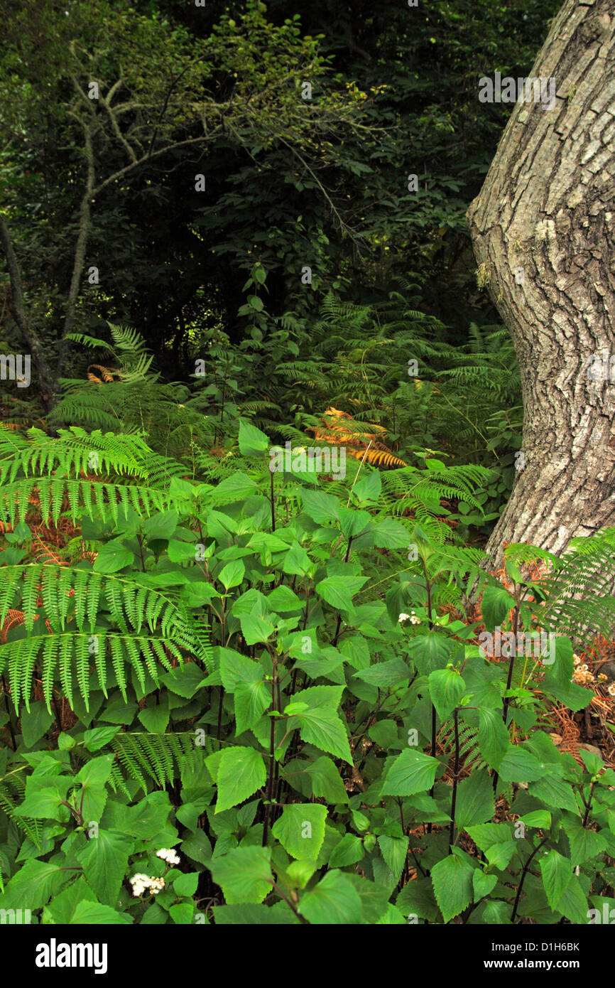 green vegetation in the forest Stock Photo - Alamy