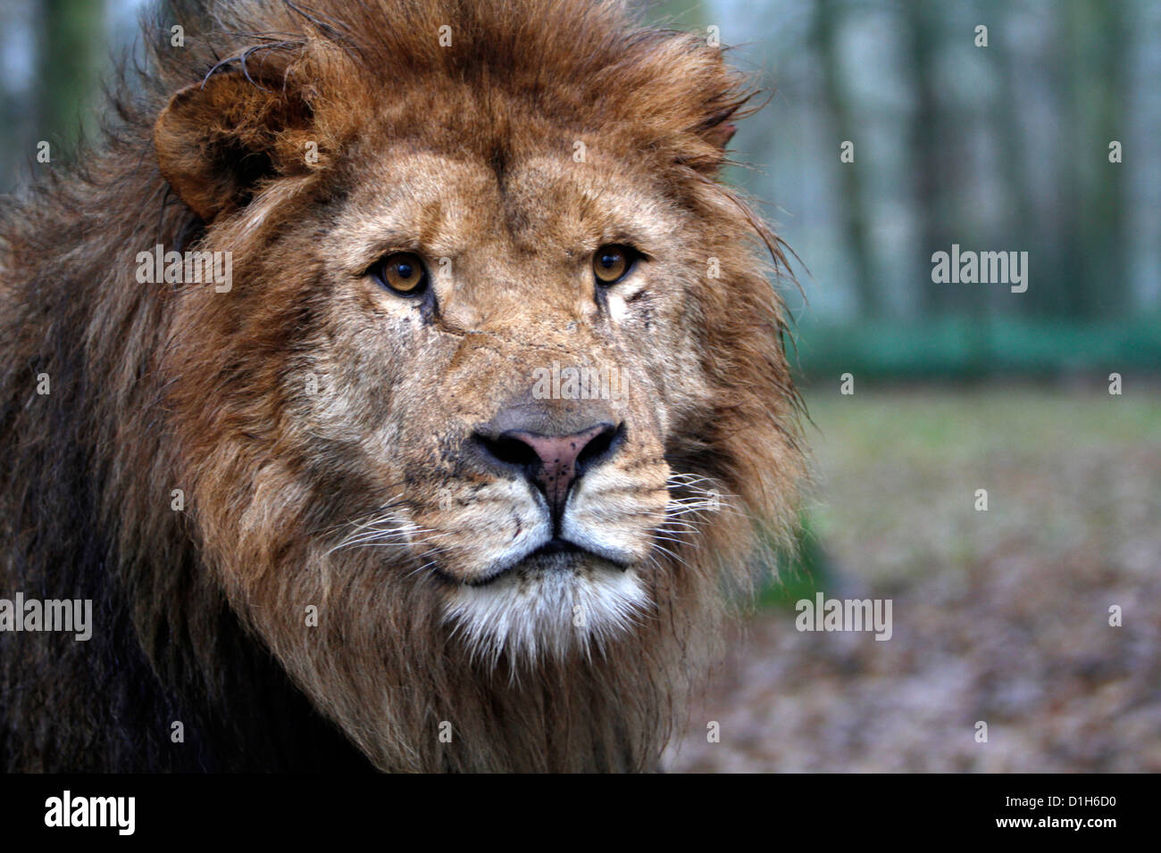Male lion headshot hi-res stock photography and images - Alamy