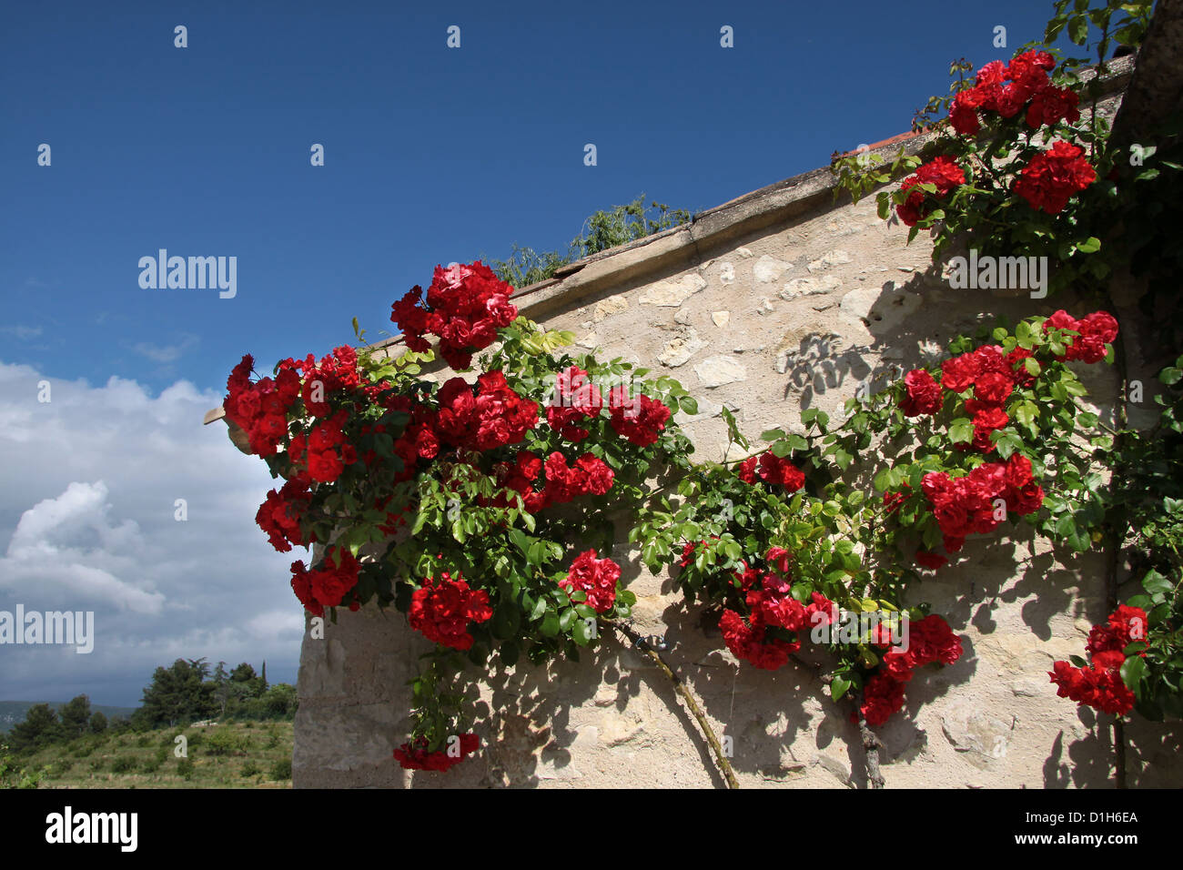 Climbing roses hi-res stock photography and images - Alamy