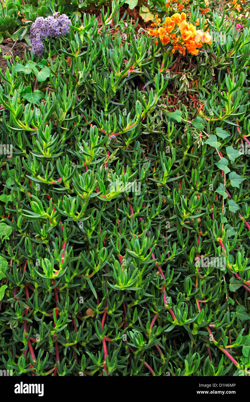 green vegetation in the forest Stock Photo - Alamy