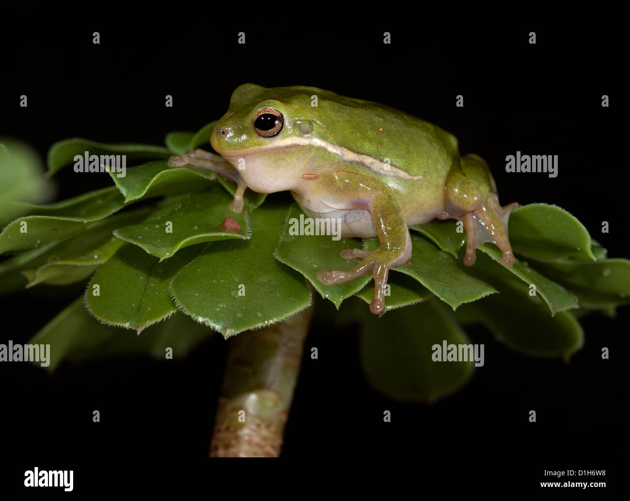 American Green Tree Frog Stock Photo - Alamy