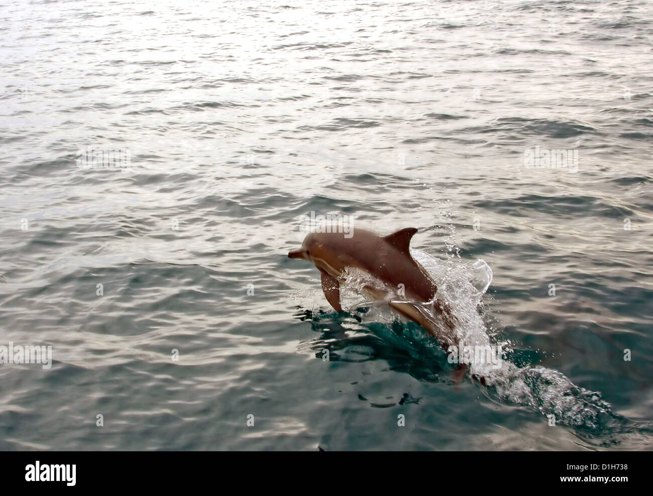 Dolphin jumping from water in the sea Stock Photo - Alamy