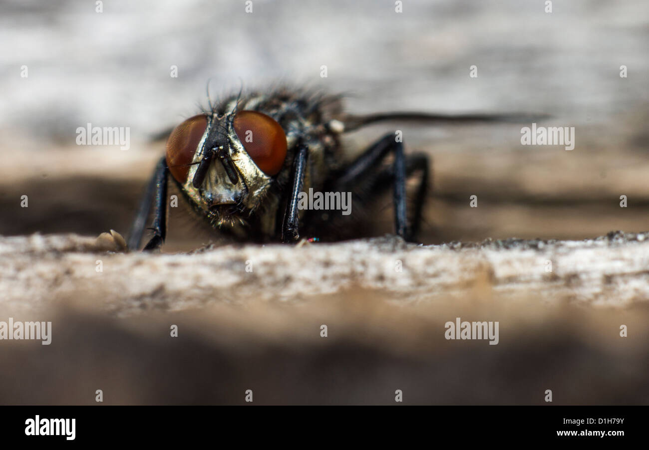 Portrait of a fly Stock Photo - Alamy